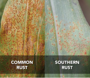 Guide to Disease Management and Fungicides for Corn and Soybeans ...