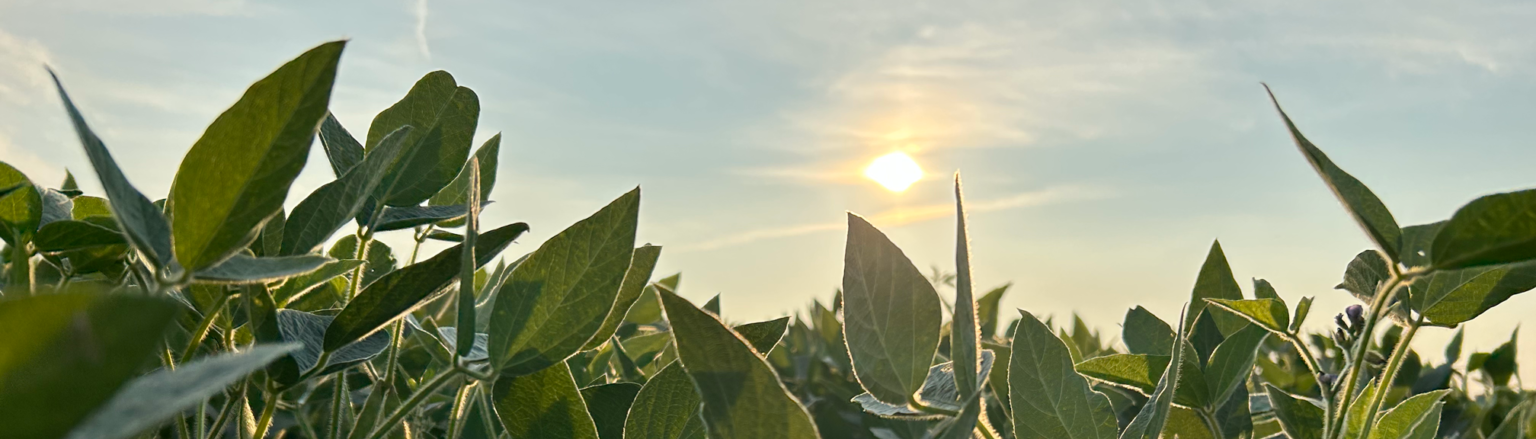 Comparing ‘24 Seed Options - Liqui-Grow Balanced Liquid Fertilizers